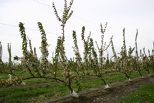 체리나무 수형만들기(Sweet Cherry Training System)_신수형을 중심으로 : 네이버 블로그