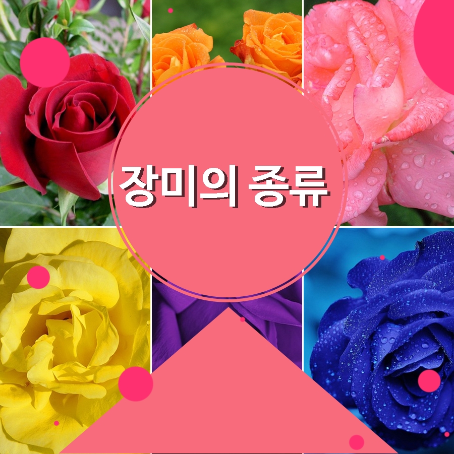 색깔별로 알아보는 장미의 종류 예쁜 꽃 사진 보기 네이버 블로그