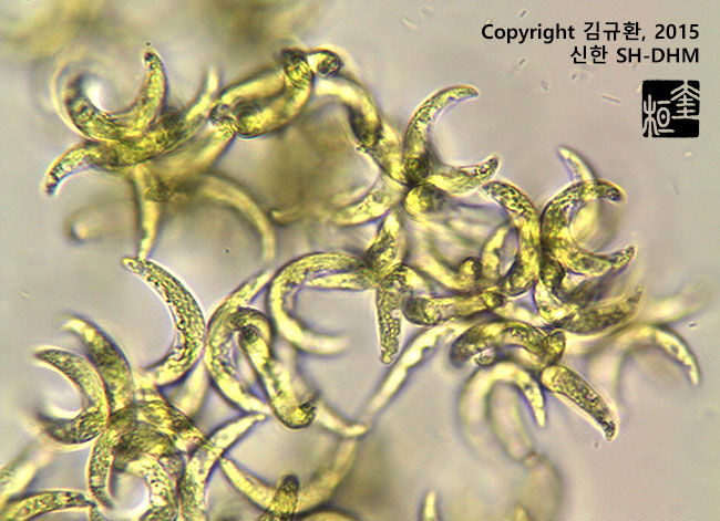 등을 맞대고 체적을 최대화하는 녹조류, selenastrum sp. : 네이버 블로그