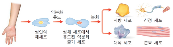 복제배아 줄기세포 수정배아 줄기세포 성체 줄기세포 역분화 줄기세포 네이버 블로그