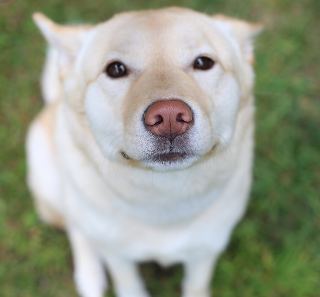 [강아지 종류] 진돗개 성격과 특징 및 키우기 [진돗개 실내에서 키우기/진돗개 사나움] : 네이버 블로그