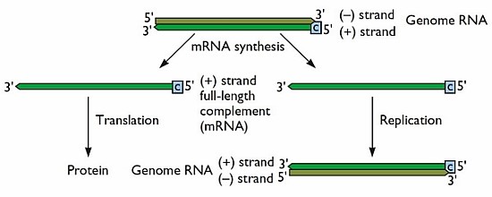 바이러스의 분류와 RNA 바이러스 : 네이버 블로그