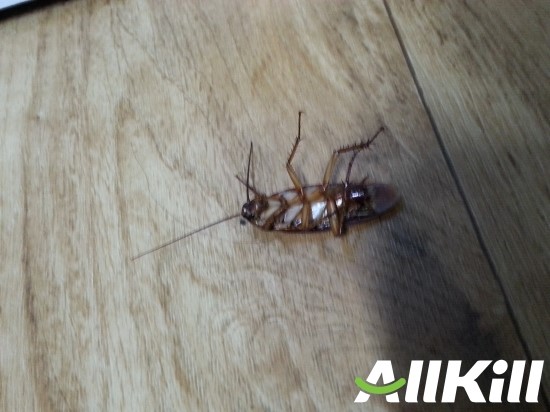 왕바퀴벌레가 집에 왜 나올까요 바퀴벌레 번식하나요 큰바퀴벌레 바퀴벌레 퇴치법 대형바퀴벌레 미국바퀴벌레 바퀴벌레 퇴치