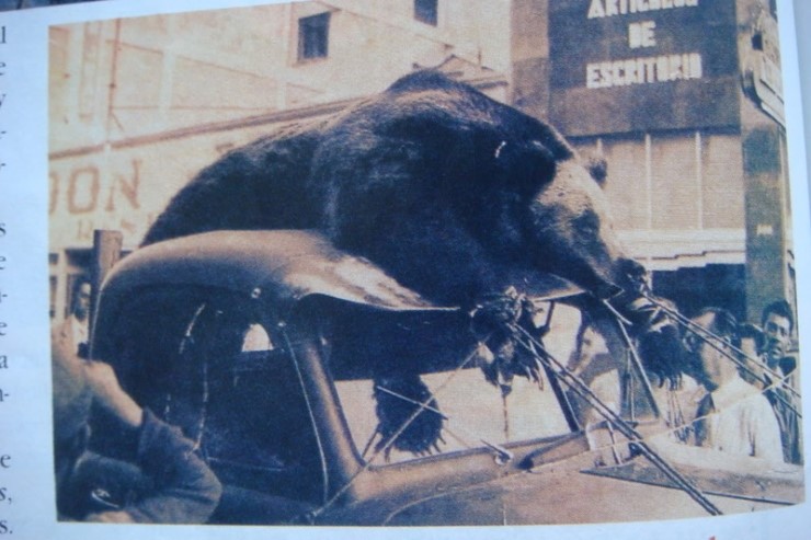 불곰/회색곰/멕시코회색곰 : 네이버 블로그