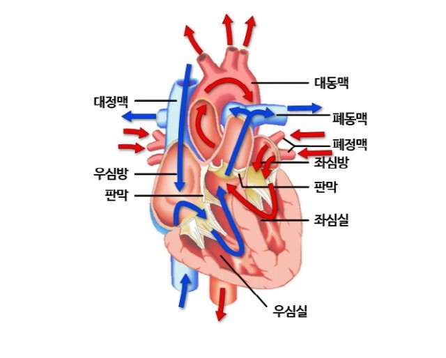 심장의 구조와 기능 네이버 블로그
