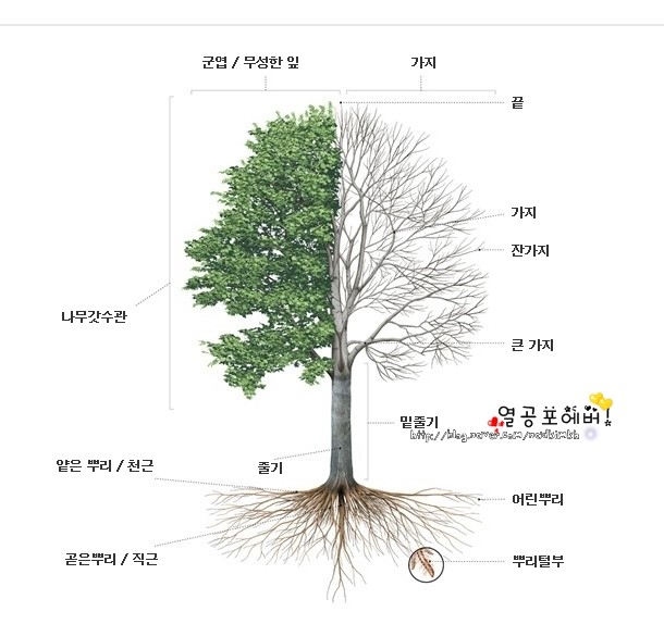 식물의 구조와 기능 식물은 어떤 구조로 이루어져 있을까요 네이버 블로그