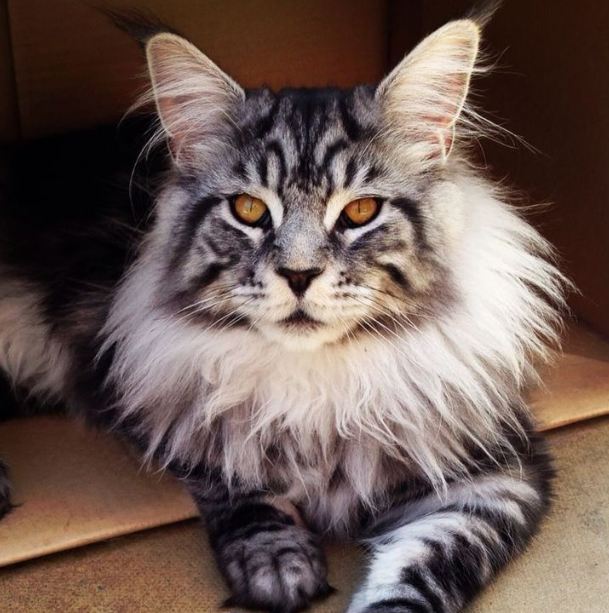 [고양이 종류] 메인쿤 고양이 성격과 특징 및 키우기 [대형묘/메인쿤 역사/대형 고양이] : 네이버 블로그