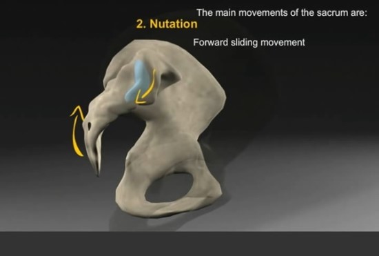 천장관절 운동 1편 - Nutation 과 Counter Nutation : 네이버 블로그