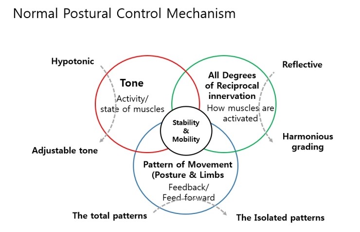 보바스 치료의 이해 2/ Normal Postural Control Mechanism : 네이버 블로그