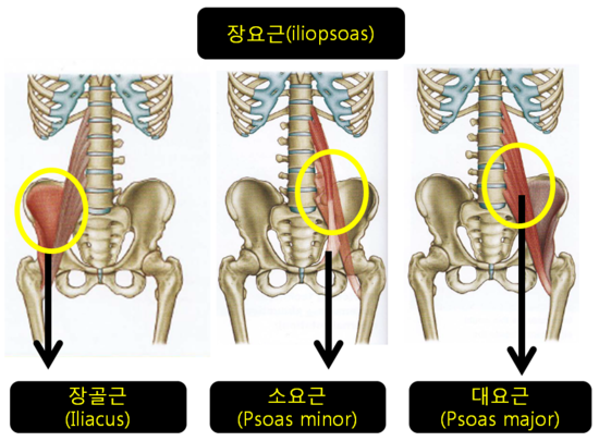 일상에서 잘 못 알고 있는 스트레칭 장요근iliopsoas 네이버 블로그
