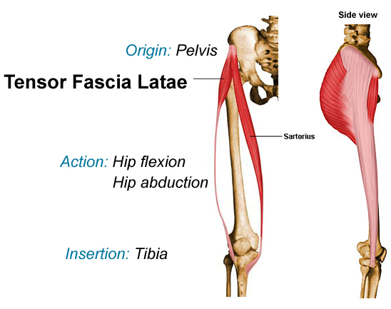 Tensor Fascia Lata Tfl 대퇴근막장근 네이버 블로그