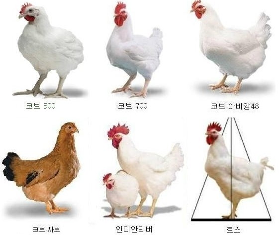 닭 종류 네이버 블로그