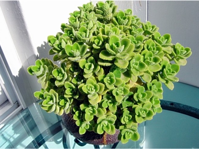 장미허브 키우는법, 관리법 ( 중앙꽃식물원 , pjb plant , 관설동 화훼단지 : 네이버 블로그