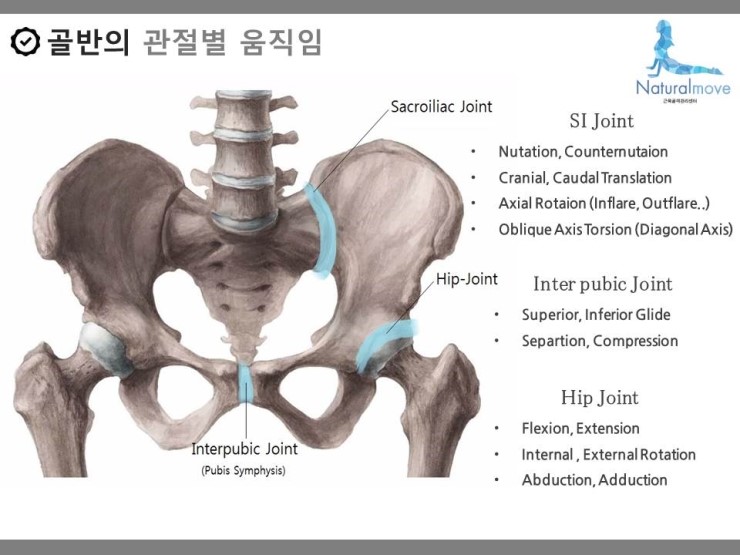 [기능해부학] 고관절의 구조와 기능 (Structure and Function of Hip Joint) : 네이버 블로그