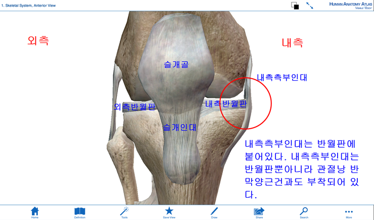 대전 유성화목한 한의원 무릎 내측 통증 내측 측부인대 손상 반월판 손상 전십자 손상 퇴행성 관절염 대퇴사두근 내측광근 봉공근
