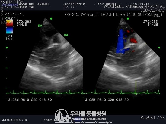 10살 토리 강아지 심장 초음파 검사 노령견 전문병원 네이버 블로그