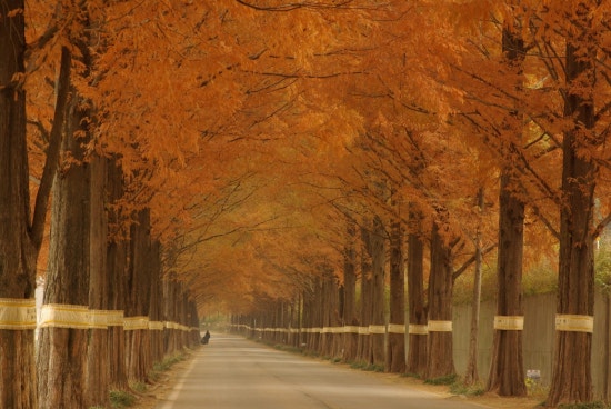 담양 메타세콰이어 가로수길 : 네이버 블로그