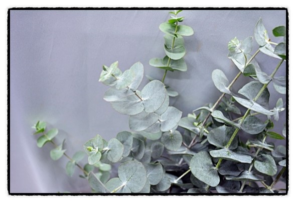 인천꽃도매 은성 유칼립투스 종류 유칼립투스 효능 프리저브드유칼립투스 유칼립투스드라이 유칼립투스파는곳 유칼립투스생화비염에좋은식물프리저브드플라워