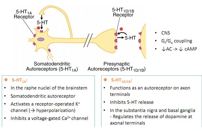 세로토닌 수용체(5-HT receptor) : 네이버 블로그