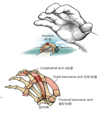[KINESIOLOGY] Chapter.13 Hand : 네이버 블로그