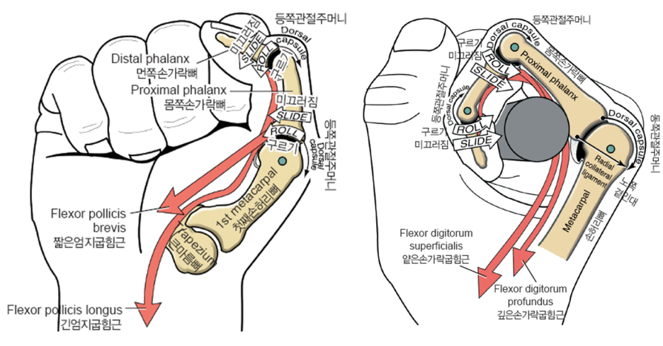 [KINESIOLOGY] Chapter.13 Hand : 네이버 블로그