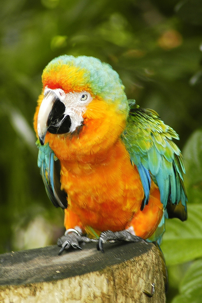 [앵무새 종류] 36. 하이브리드 매커우(마카우) : 네이버 블로그