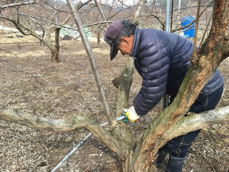 자두나무 가지치기 방법 배우기자두나무전정 2일차 네이버 블로그