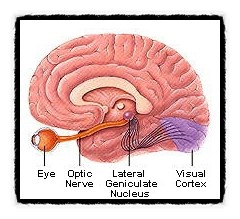 [뇌과학] 외측슬상체(lateral geniculate nucleus, LGN)는 시각정보를 전달한다 : 네이버 블로그