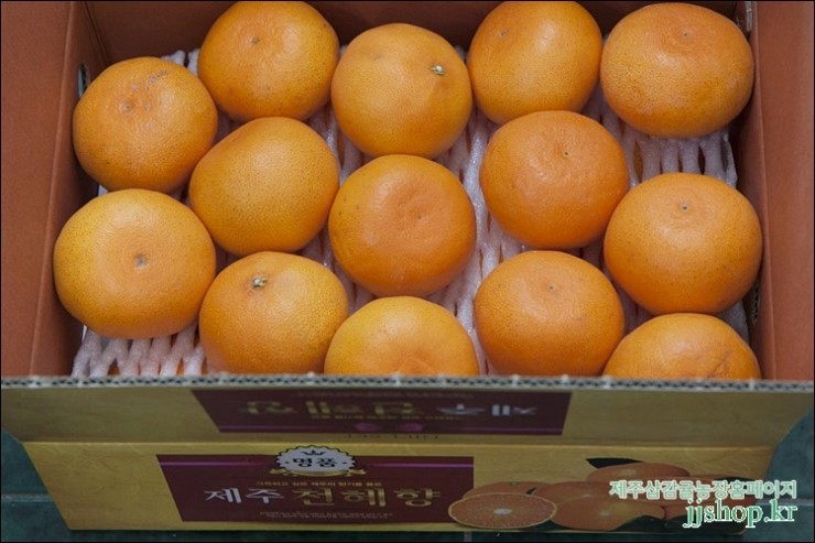 천혜향농원 제주천혜향 직거래 가격 할인해요~ 네이버 블로그