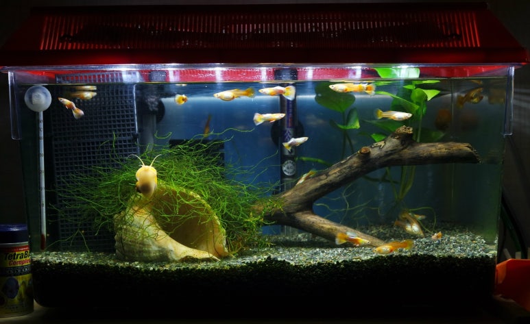 구피 가족들이 늘어났어요! : 네이버 블로그