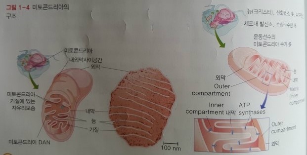 운동생리학 개념 세포 세포 안에 있는 핵 세포질 미토콘드리아 세포질그물리보솜골지체용해소체중심소체 네이버 블로그
