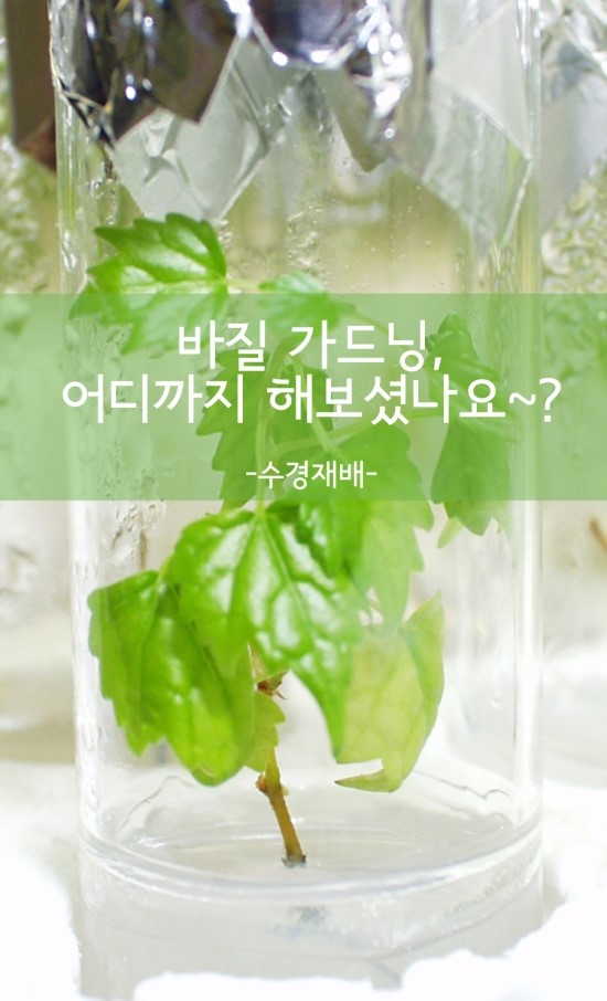 바질키우는법바질수경재배허브키우는법바질번식집에서키우기좋은허브바질물주기 하우스파머가 알려드립니다 네이버 블로그