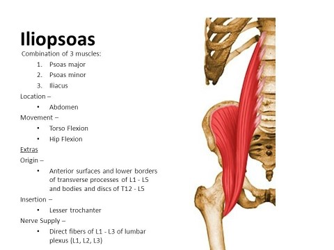 [장요근]장요근ilioPsoas 의 통증유발점과 muscle test : 네이버 블로그