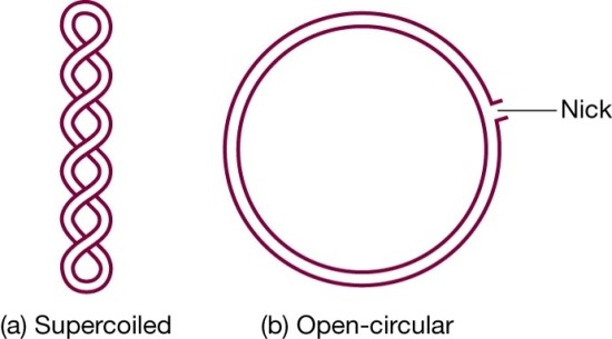 생명공학3 - 살아있는 세포에서 DNA 정제 : 네이버 블로그