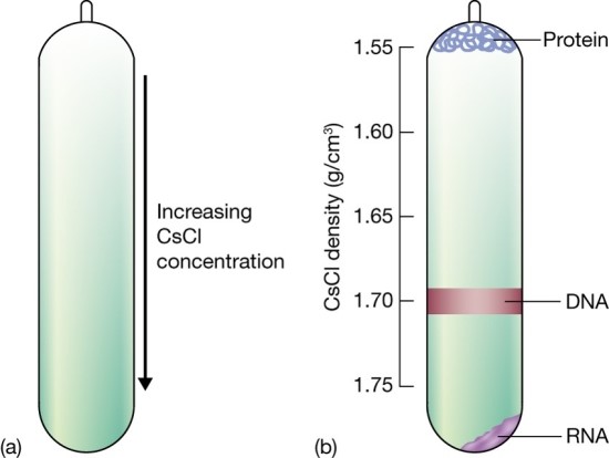 생명공학3 - 살아있는 세포에서 DNA 정제 : 네이버 블로그