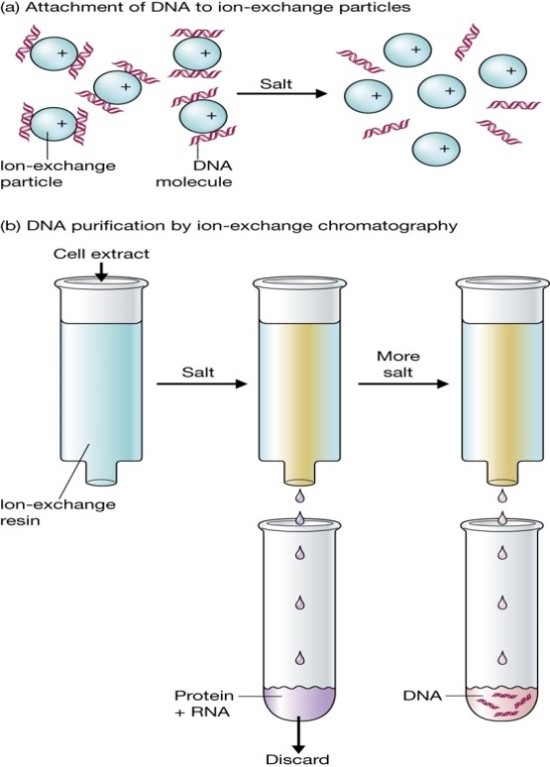 생명공학3 - 살아있는 세포에서 DNA 정제 : 네이버 블로그