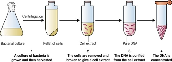 생명공학3 - 살아있는 세포에서 DNA 정제 : 네이버 블로그