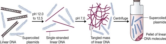 생명공학3 - 살아있는 세포에서 DNA 정제 : 네이버 블로그
