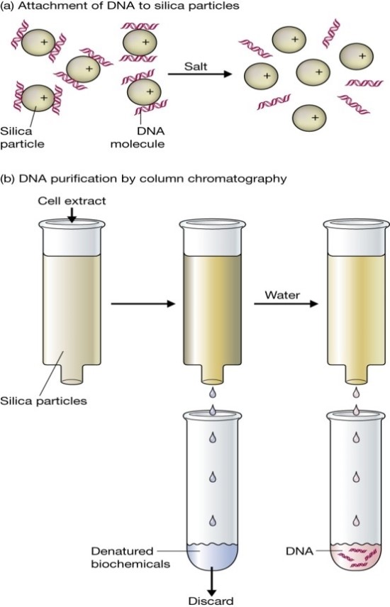 생명공학3 - 살아있는 세포에서 DNA 정제 : 네이버 블로그