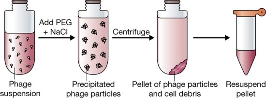 생명공학3 - 살아있는 세포에서 DNA 정제 : 네이버 블로그