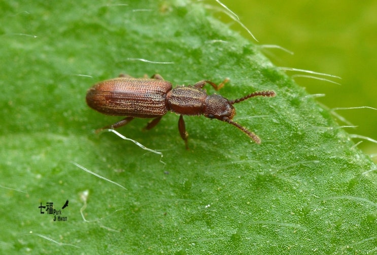 머리대장가는납작벌레 Oryzaephilus Surinamensis 톱가슴머리대장 네이버 블로그