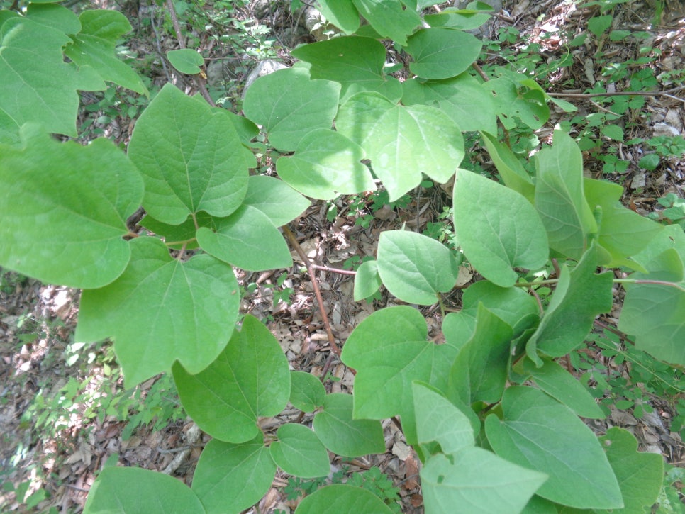 [수제명차]산야초 생강나무~생강나무차 만들기~ : 네이버 블로그