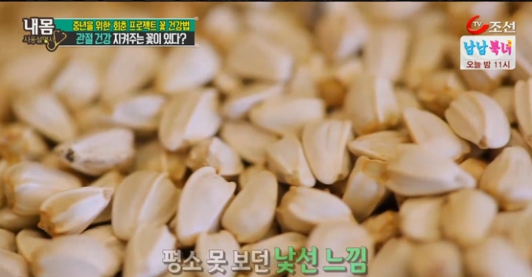 류마티스 관절염 홍화씨 먹고 약을 끊은 사연 홍화씨먹는법 네이버 블로그