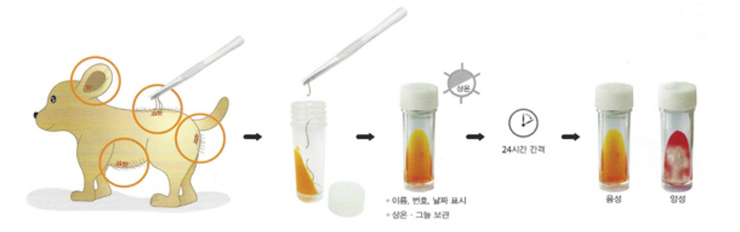 DTM(Dermatophyte test medium) / 곰팡이 진단배지 / 대전삼성동물약국 : 네이버 블로그