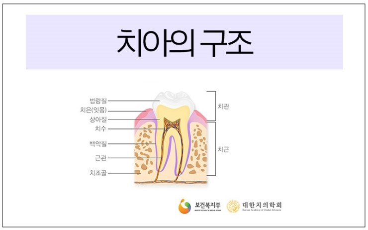 쌍용동임플란트치과와 함께 치아의 구조와 기능에 대해 알아봅시다 네이버 블로그