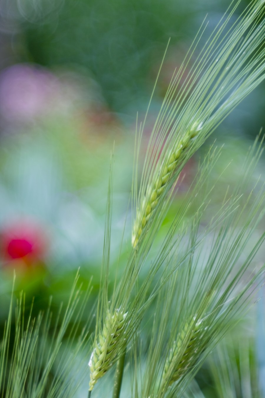 보릿고개의 꿈 #6 : 네이버 블로그