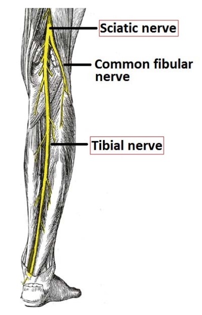뉴힐코치와 쉽게 배우는 해부학 - : 네이버 블로그