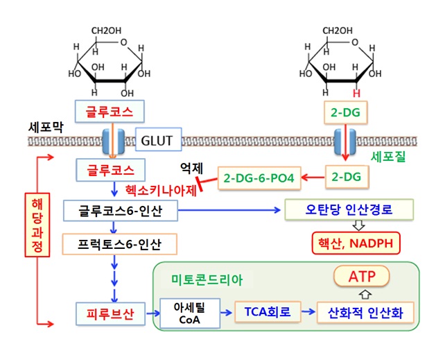 암세포에서 포도당 비의존성 대사적응 글루타민과 역방향 Tca회로 네이버 블로그