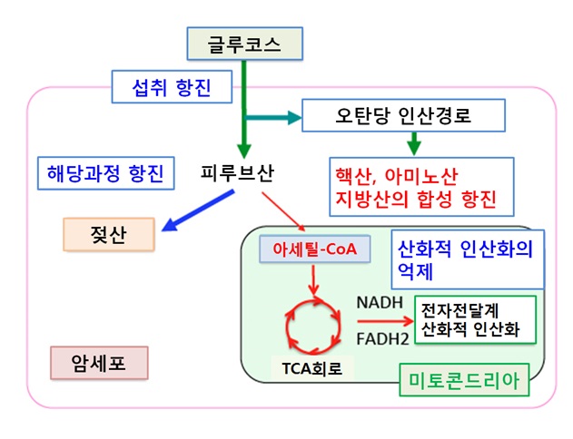 암세포에서 포도당 비의존성 대사적응 글루타민과 역방향 Tca회로 네이버 블로그
