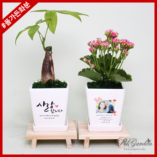 폴가든화분 12500원 짜리 예쁜화분 구경해볼까요 센스있는축하문구 감동문구 센스있는개업선물 폴가든 네이버 블로그